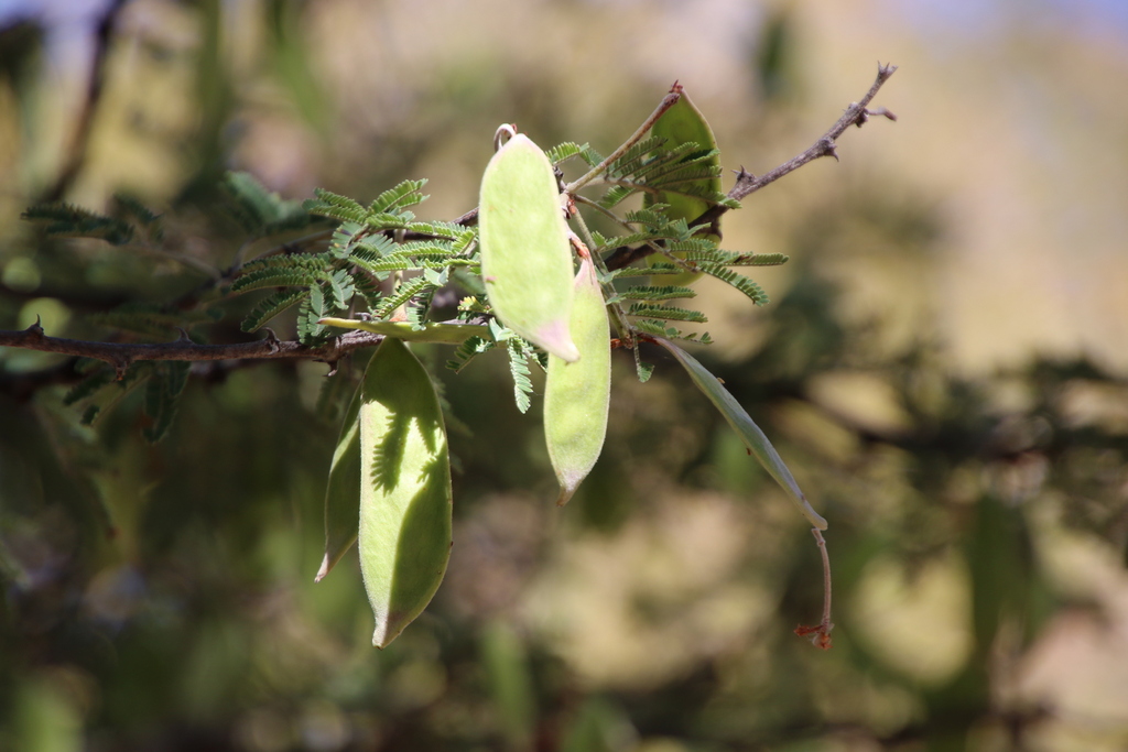 Blue Thorn from Otjozondjupa, Namibie on June 17, 2024 at 01:21 PM by ...