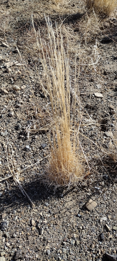 Needle-and-thread Grass from Tonopah, NV 89049, USA on February 11 ...