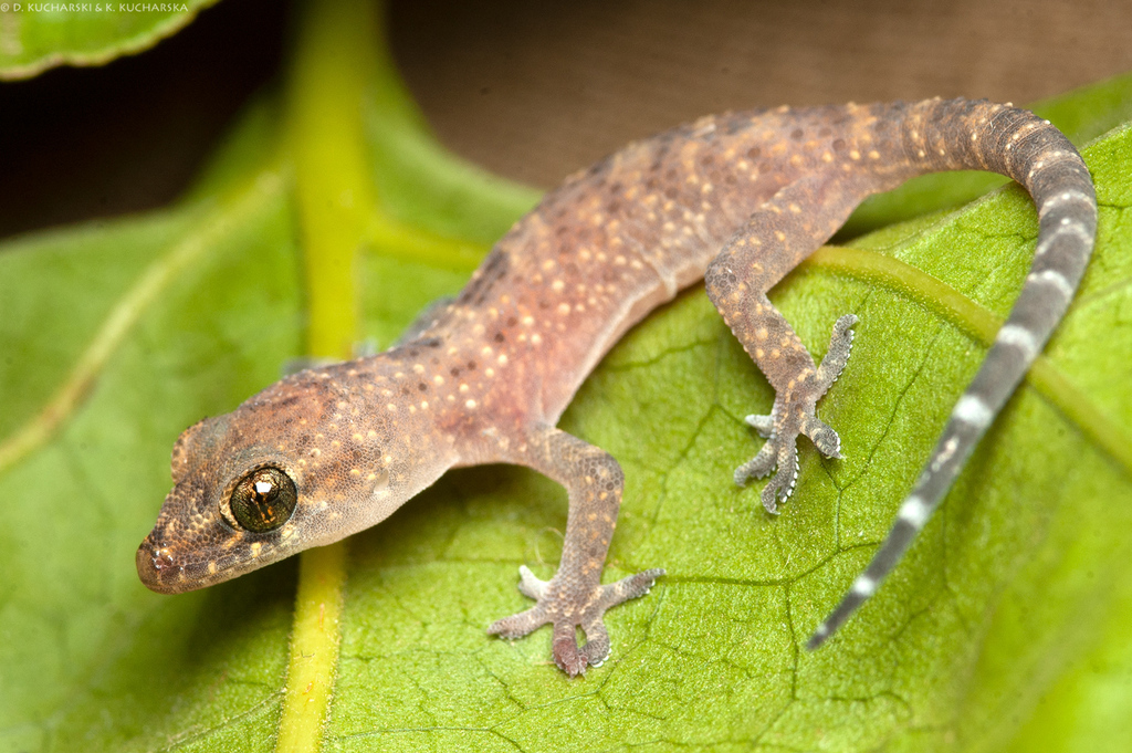Mediterranean Gecko