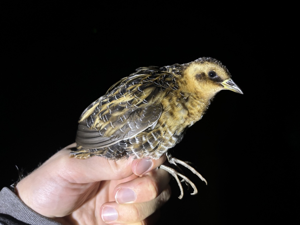 Yellow Rail from Dummy Line Rd, Lambert, MS, US on February 14, 2025 at ...