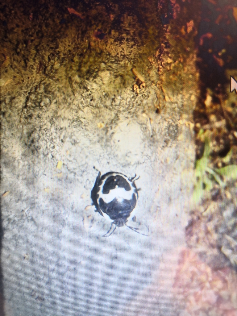 Clown Stink Bug from Chisato, Achi, Shimoina District, Nagano 395-0304 ...