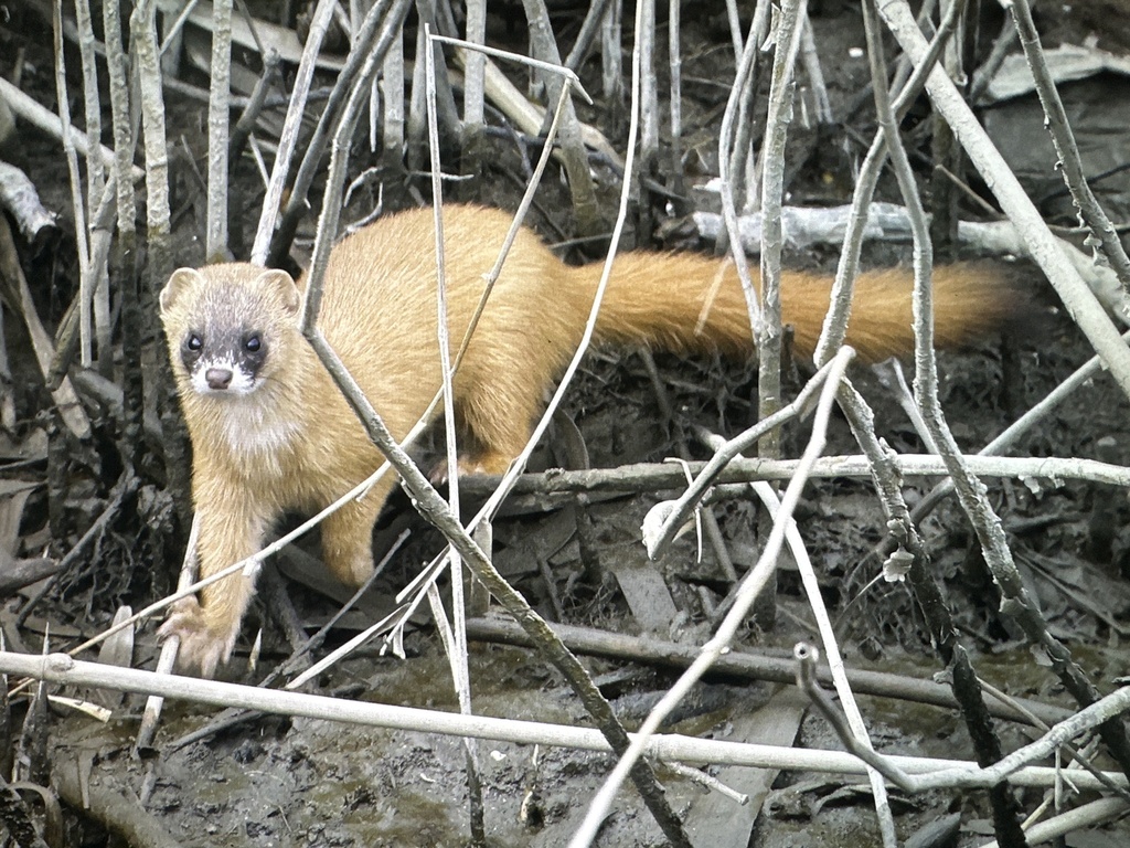Japanese Weasel in February 2025 by Brad Hacker · iNaturalist