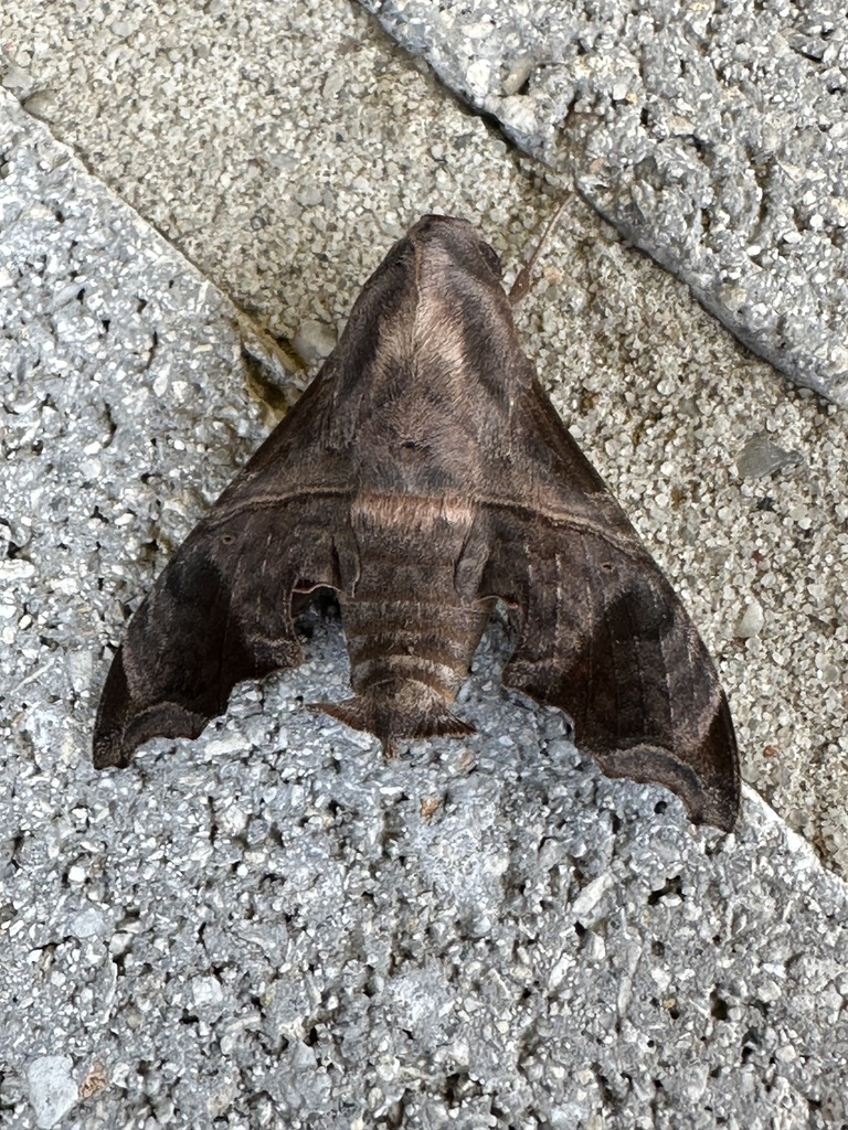 Mournful Sphinx from W A St, La Porte, TX, US on February 15, 2025 at ...