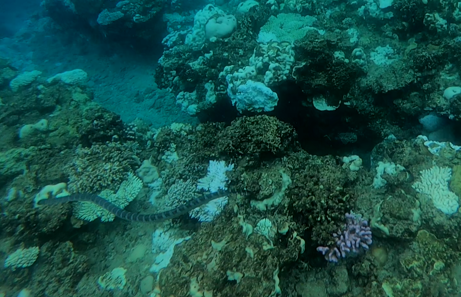 Chinese Sea Krait in September 2024 by Matthew Summerville · iNaturalist