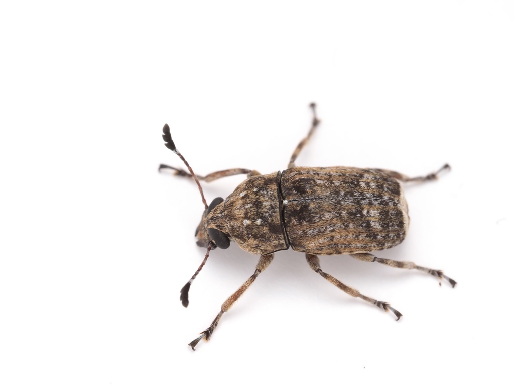 Phloeobius gibbosus from 金剛生駒紀泉国定公園, 大東市, 大阪府, JP on July 02, 2024 at ...