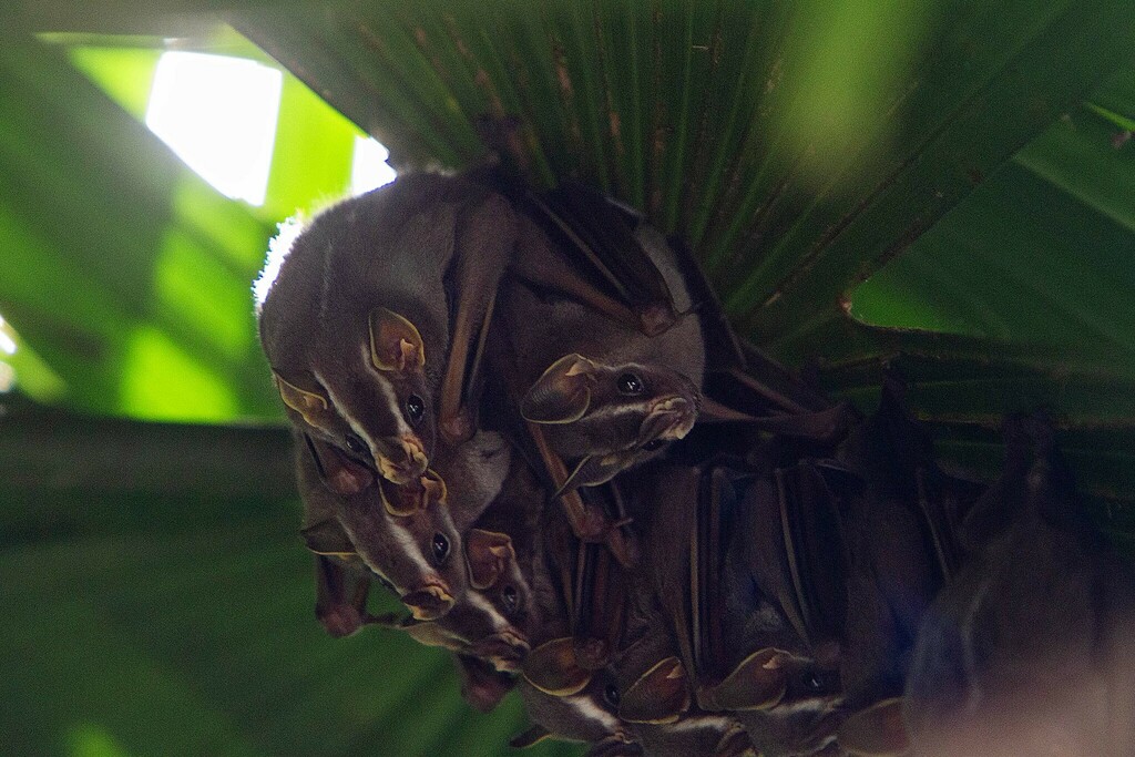 Tent-making Bat from Minca, Santa Marta, Magdalena, Colombia on January ...