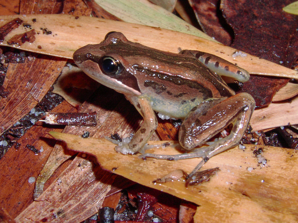 Striped Marsh Frog from Sunshine Coast QLD, Australia on December 31 ...