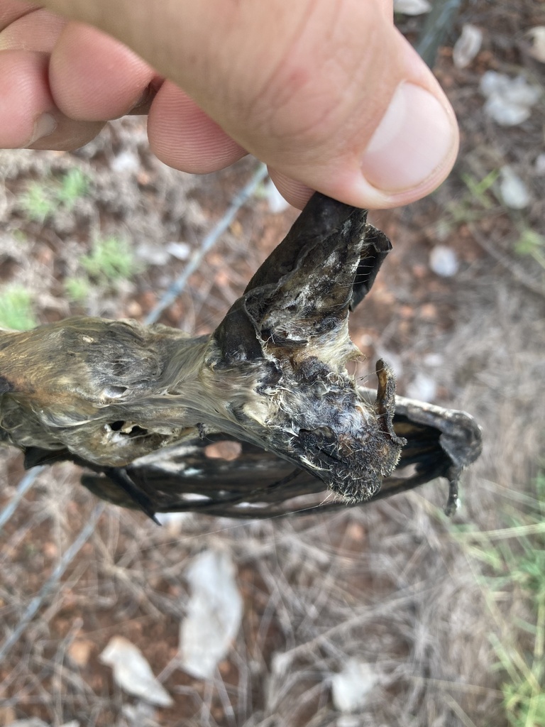 Ghost Bat in February 2025 by bryn_pickering · iNaturalist