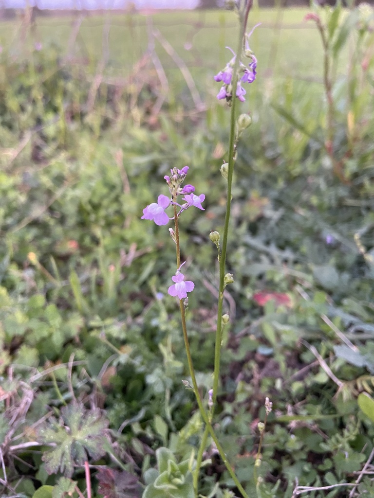 Canada toadflax in February 2025 by Lovi Flowers · iNaturalist