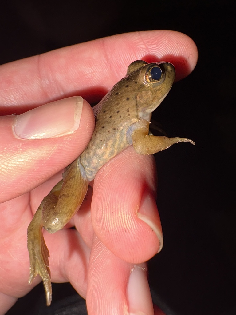 American Bullfrog from Old Register Rd, Statesboro, GA, US on February ...