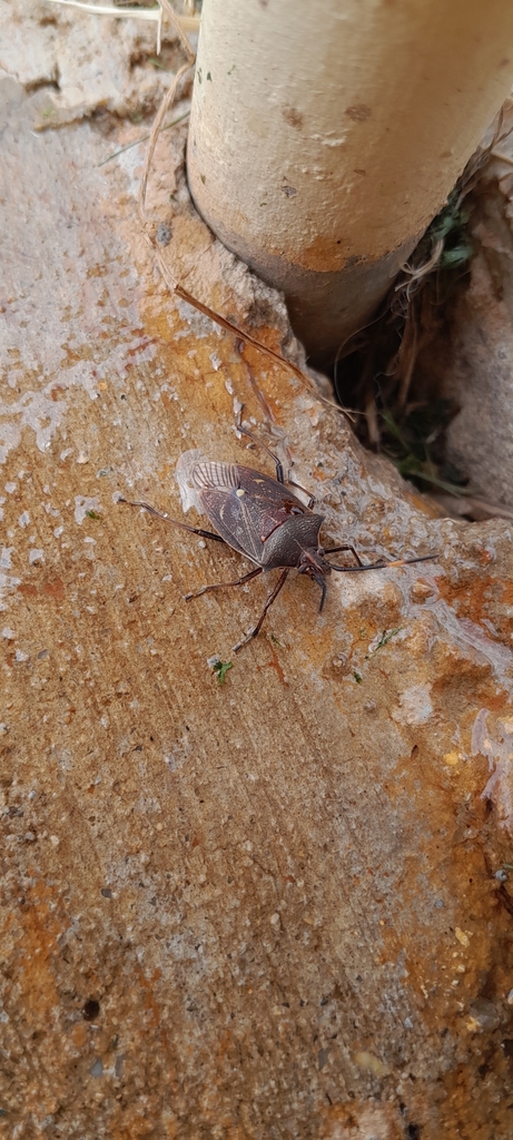 Stink Bugs from Stanley VIC 3747, Australia on February 13, 2025 at 01: ...