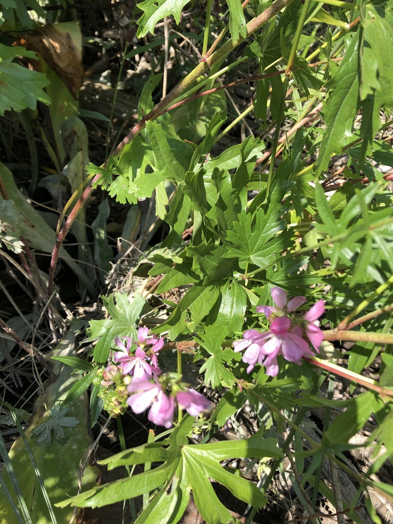 Henderson's Checker-mallow in August 2019 by Sarah Emily Cook. In a ...