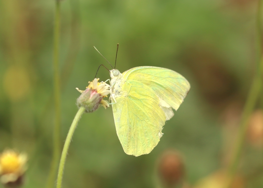 Lemon Migrant from Douglas-Daly NT 0822, Australia on February 16, 2025 ...