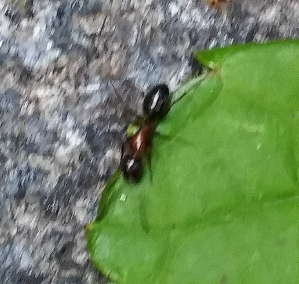 Nearctic Carpenter Ant from Castleton Corners, Staten Island, NY, USA ...