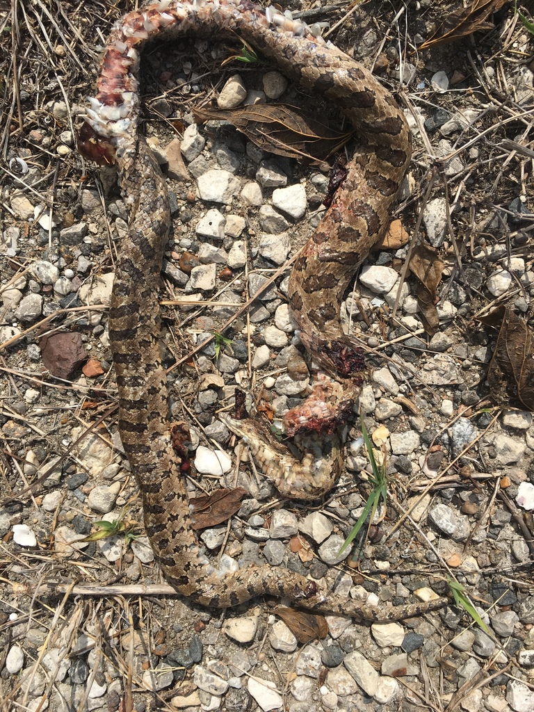 Prairie Kingsnake from 13509–13599 County Road 11, Damon, TX, US on ...