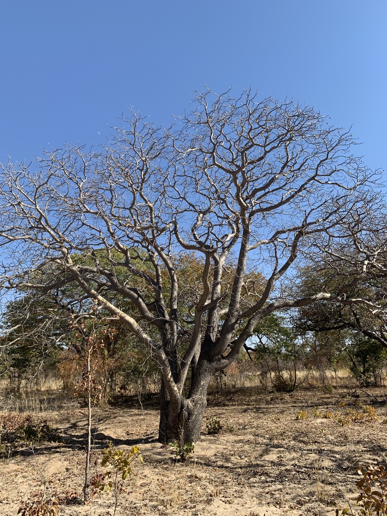manketti-tree from Ndiyona, , Kavango, NA on July 25, 2019 at 10:06 AM ...