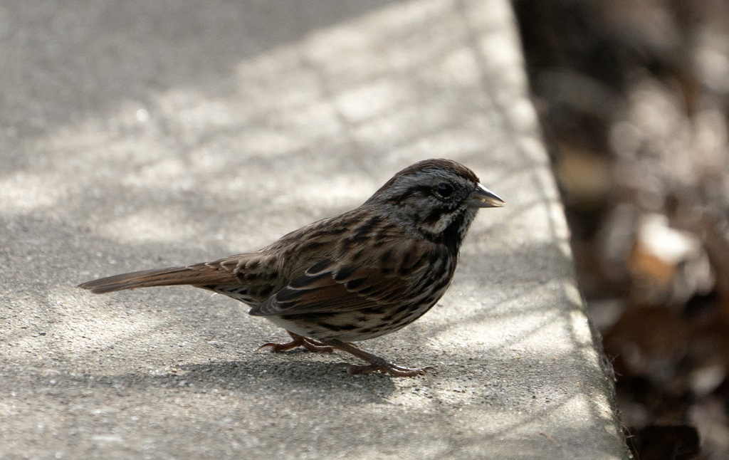 Song Sparrow from Walnut Creek, CA, USA on February 16, 2025 at 11:38 ...
