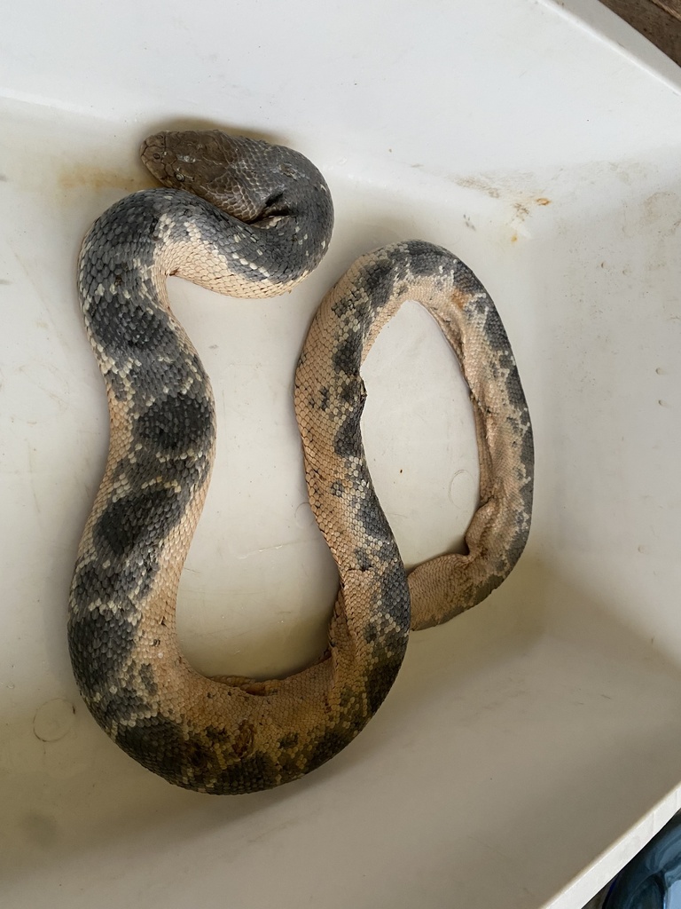 Stokes' Sea Snake from Tasman Sea, Mallacoota, VIC, AU on April 18 ...