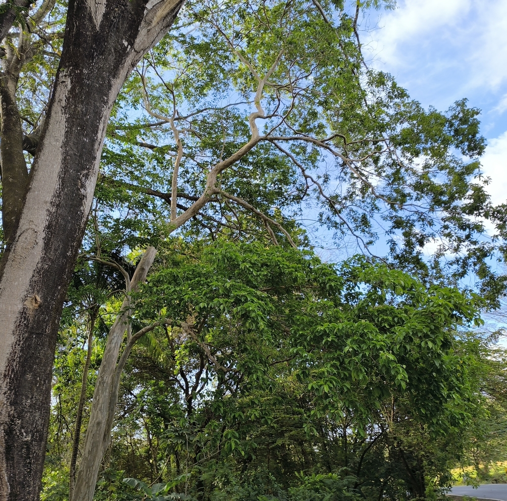 Peruvian almond from Provincia de Guanacaste, Santa Cruz, Costa Rica on ...
