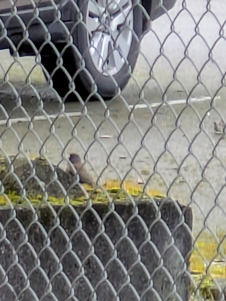 Dark-eyed Junco from SODO, Seattle, WA, USA on February 16, 2025 at 02: ...