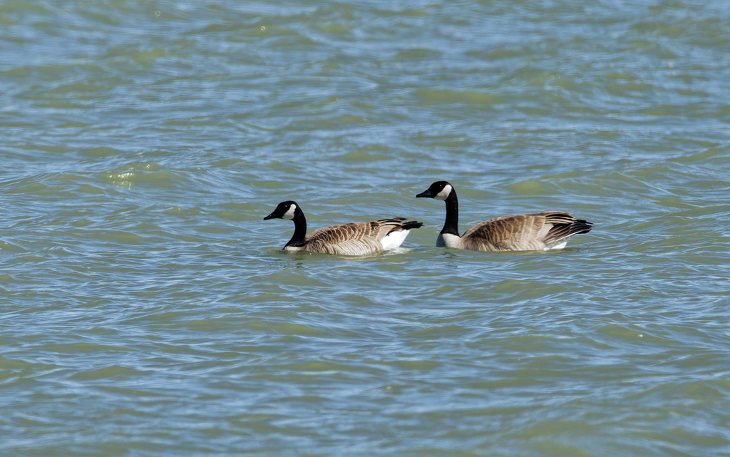 Canada Goose from Gunnison Bend Reservoir, Utah 84624, USA on February ...