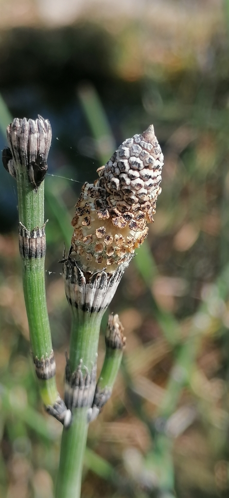 Caña carricillo desde GPXH+FM, 64924 La Estanzuela, N.L., México el08 ...