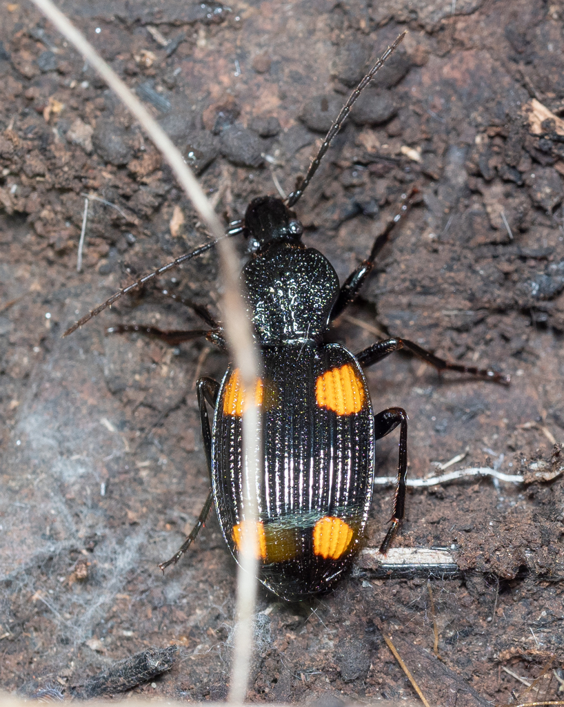 Yellow-spotted Ground Beetles from Carnarvon Park QLD 4702, Australia ...