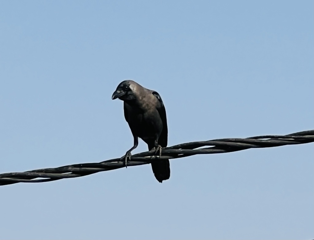 House Crow from Manendragarh, Manendragarh, Chhattisgarh, IN on ...