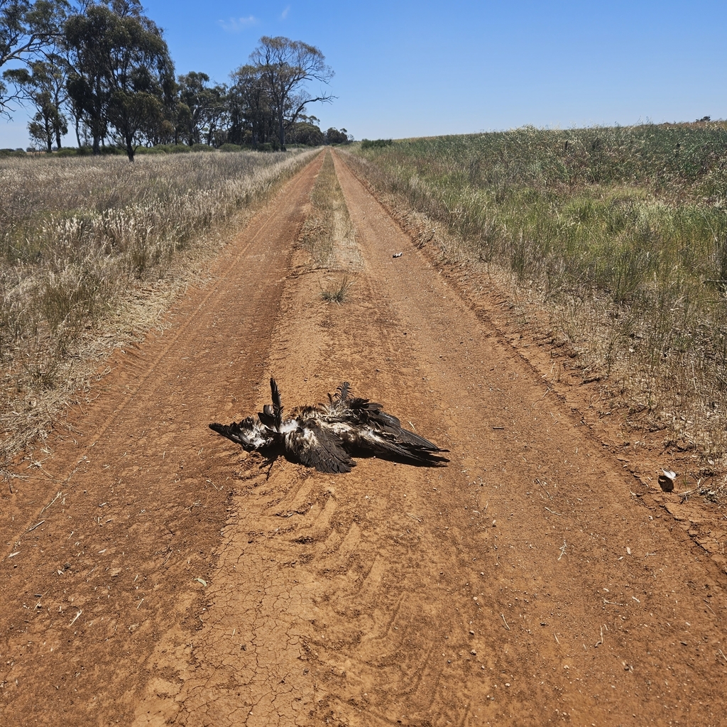 Wedge-tailed Eagle from Lake Marmal VIC 3525, Australia on November 3 ...