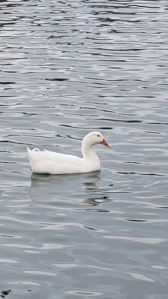 Domestic Mallard from Chandler, AZ 85226, USA on February 16, 2025 at ...