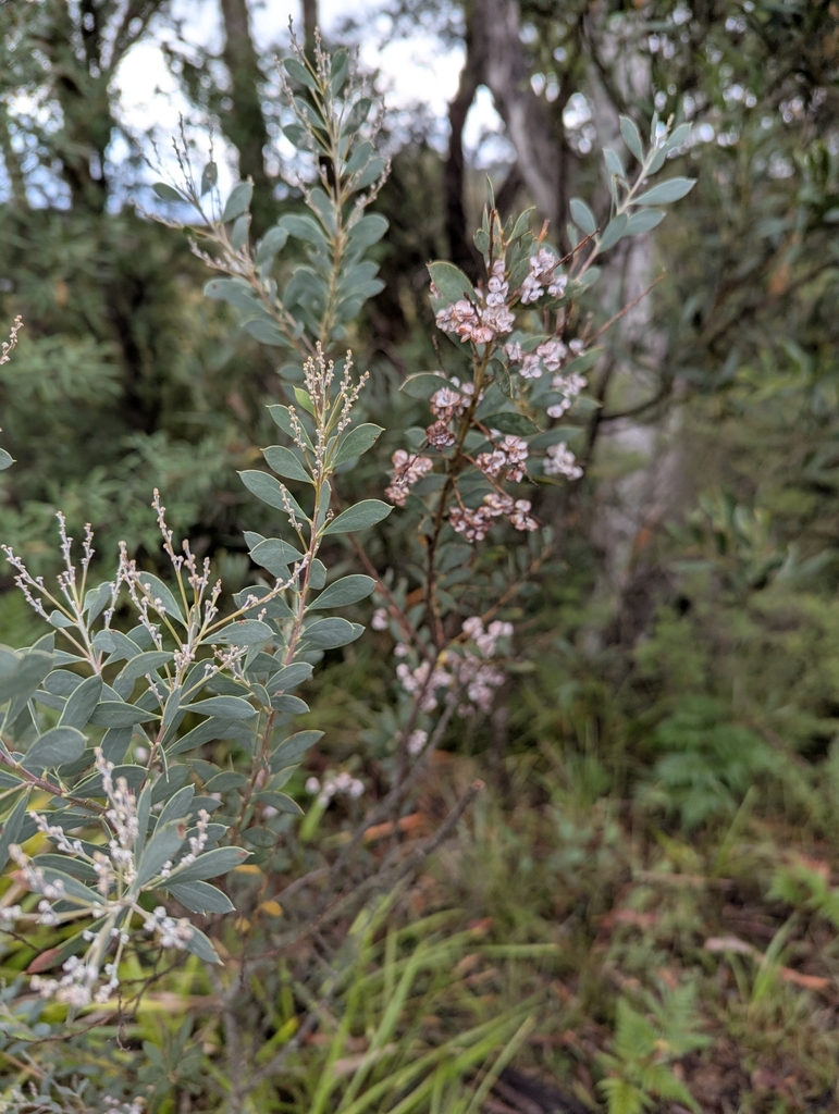 box-leaved wattle from Hartley Vale NSW 2790, Australia on January 16 ...