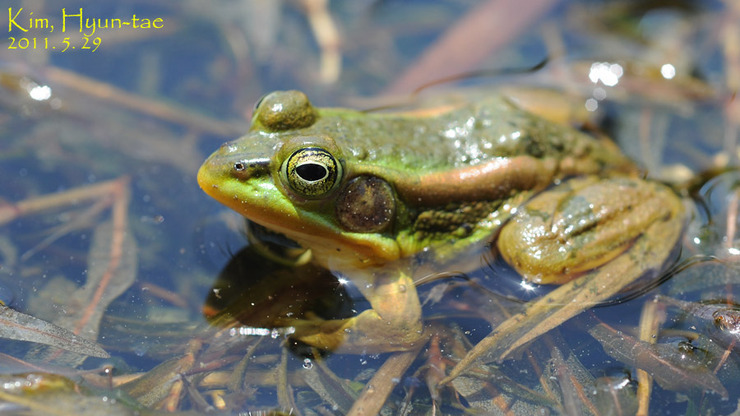 Golden Pond Frog in May 2011 by Kim, Hyun-tae. Pelophylax chosenicus ...