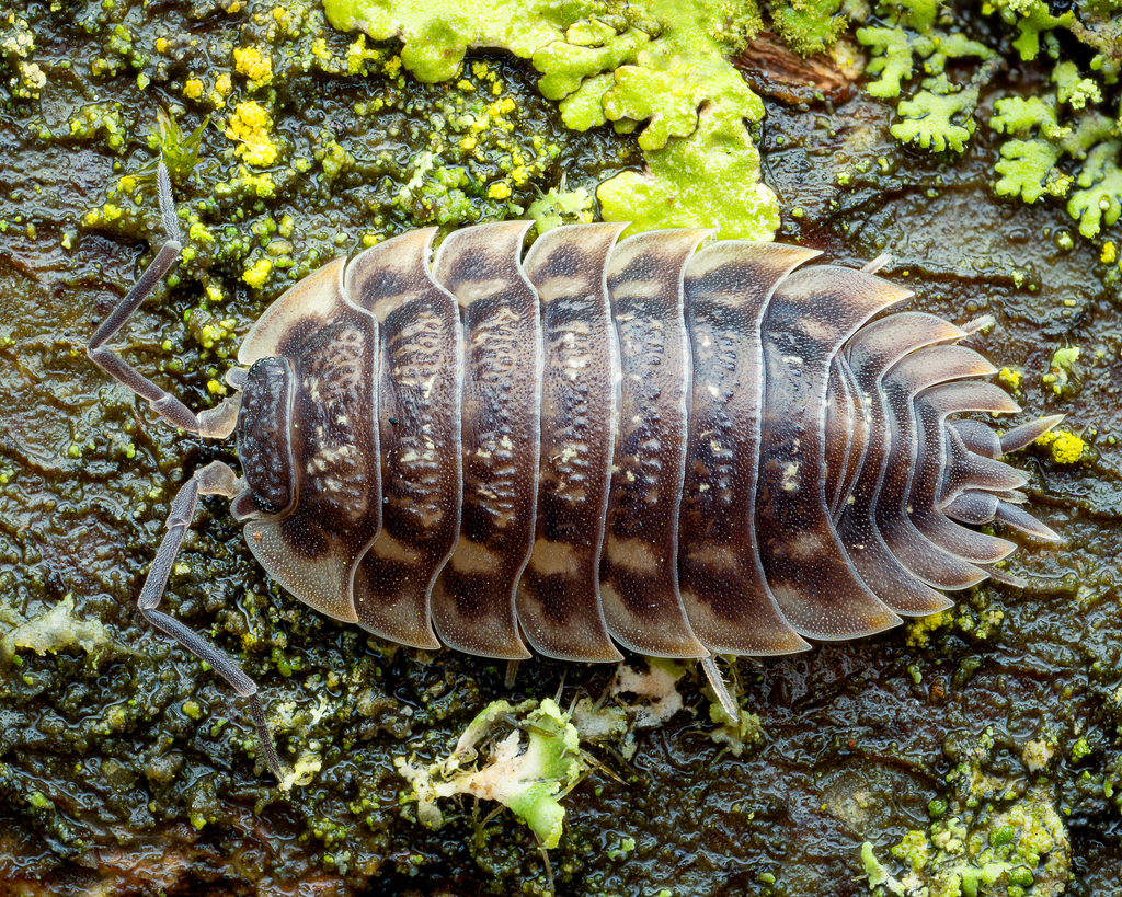 Common Shiny Woodlouse in October 2024 by Markus Horrer · iNaturalist