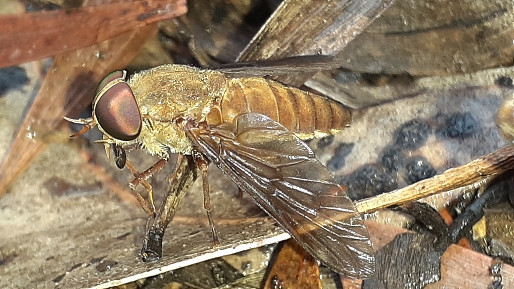 Tabanus australicus from Urangan QLD, Australia on February 17, 2025 at ...