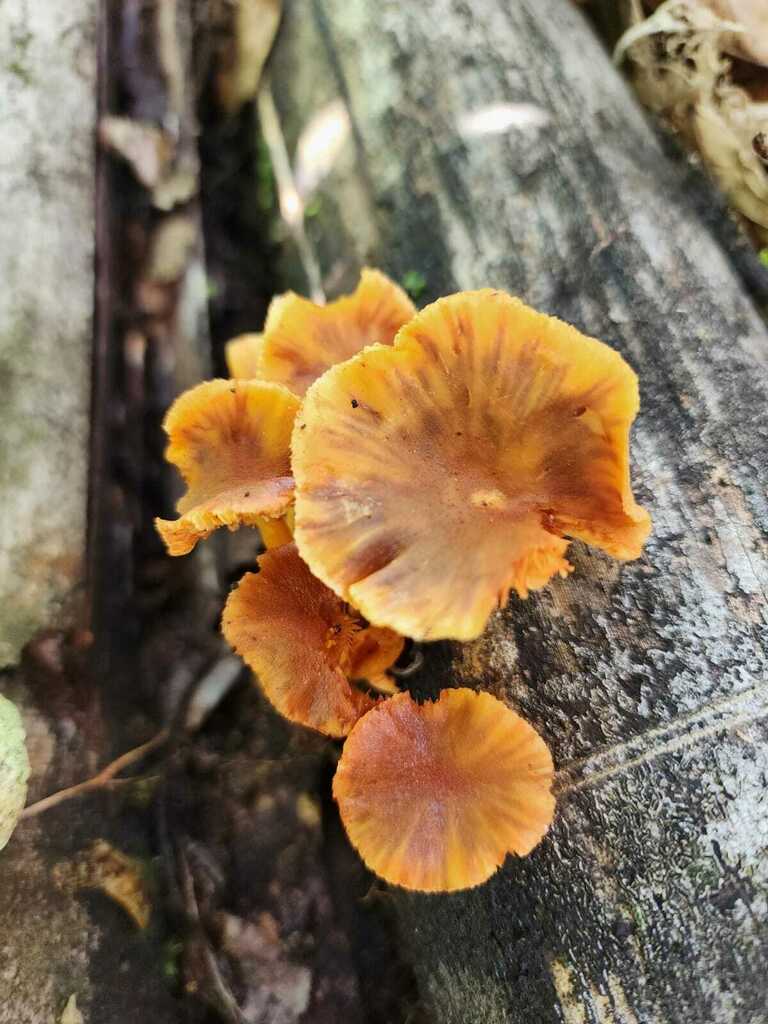 European jack-o'-lantern from El Pangui, Ecuador on February 14, 2025 ...