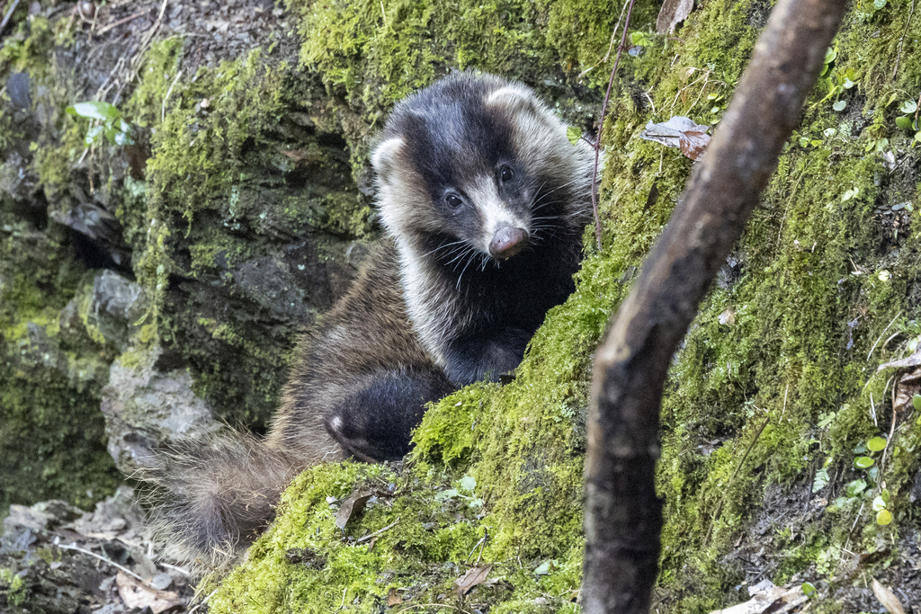 Japanese Badger from Shimookawauchi, Izumi, Kagoshima 899-0342, Japan ...