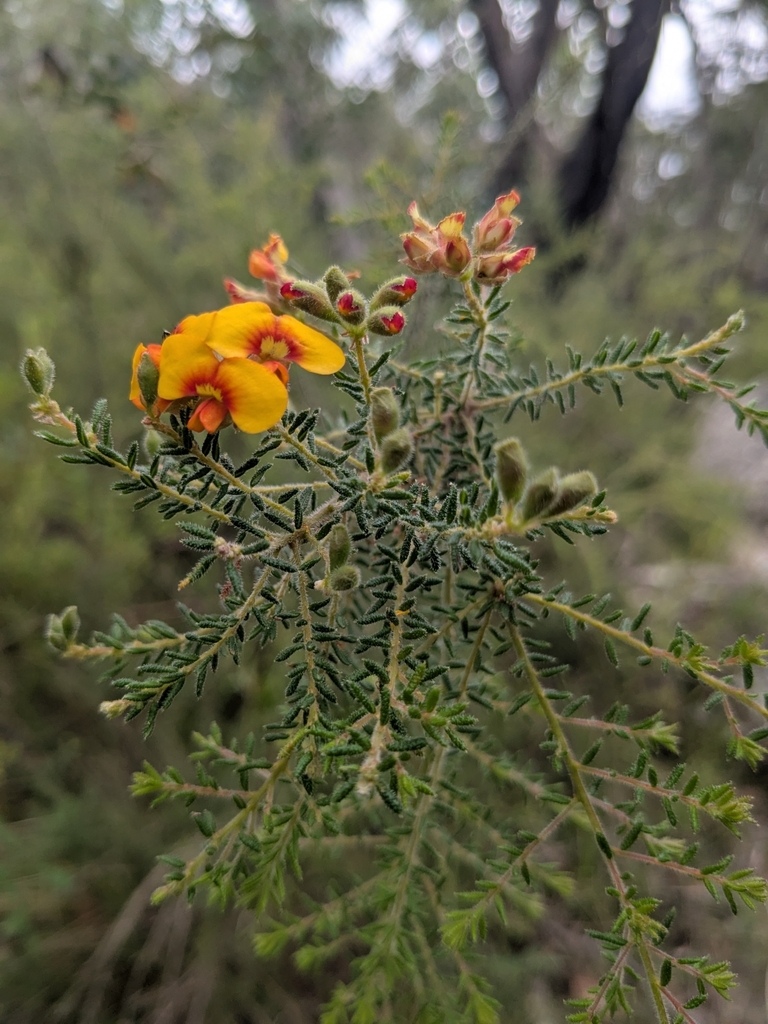 small-leaf parrot-pea from Ebor NSW 2453, Australia on February 15 ...