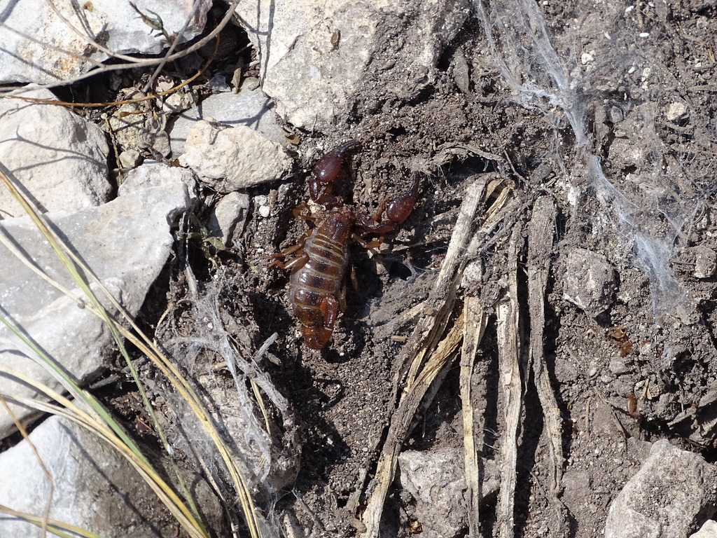Toothed Scorpions from Villa de Guadalupe, S.L.P., Mexico on May 10 ...