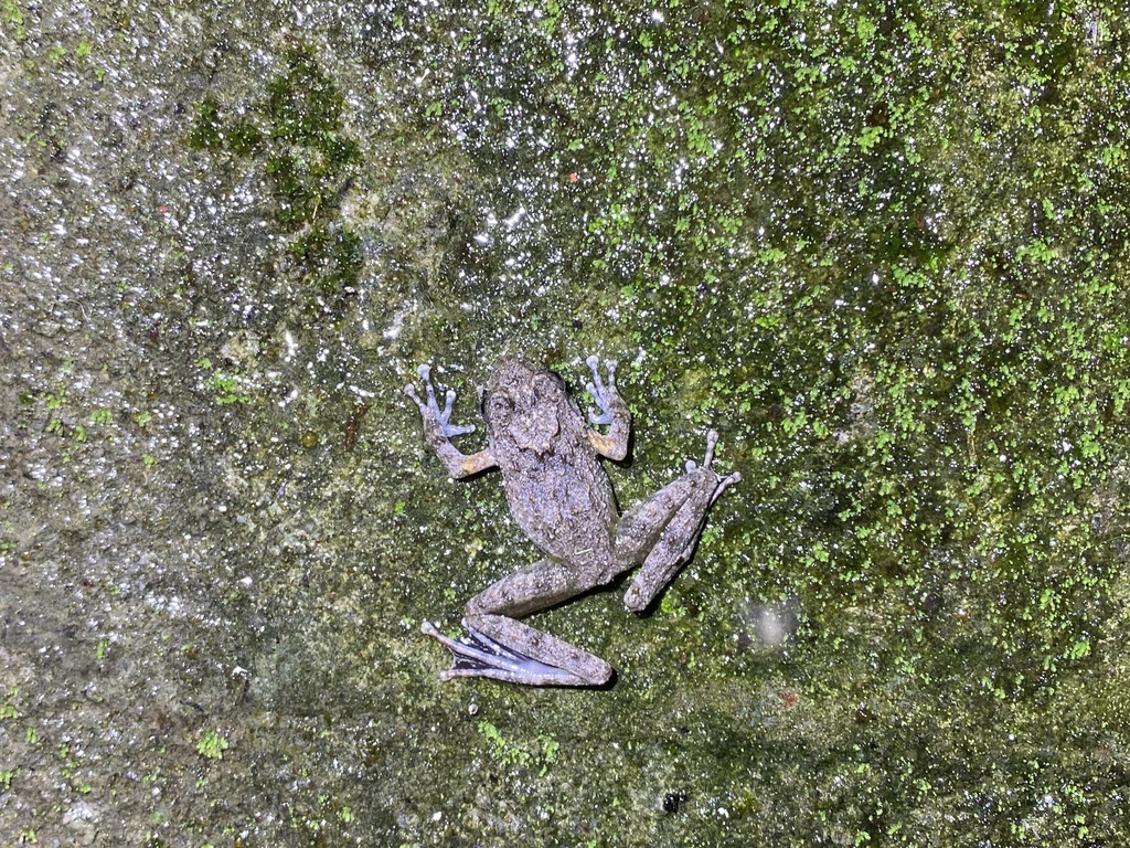 Ota's stream tree frog from 美崙溪, 花蓮市, 花蓮縣, TW on February 17, 2025 at ...