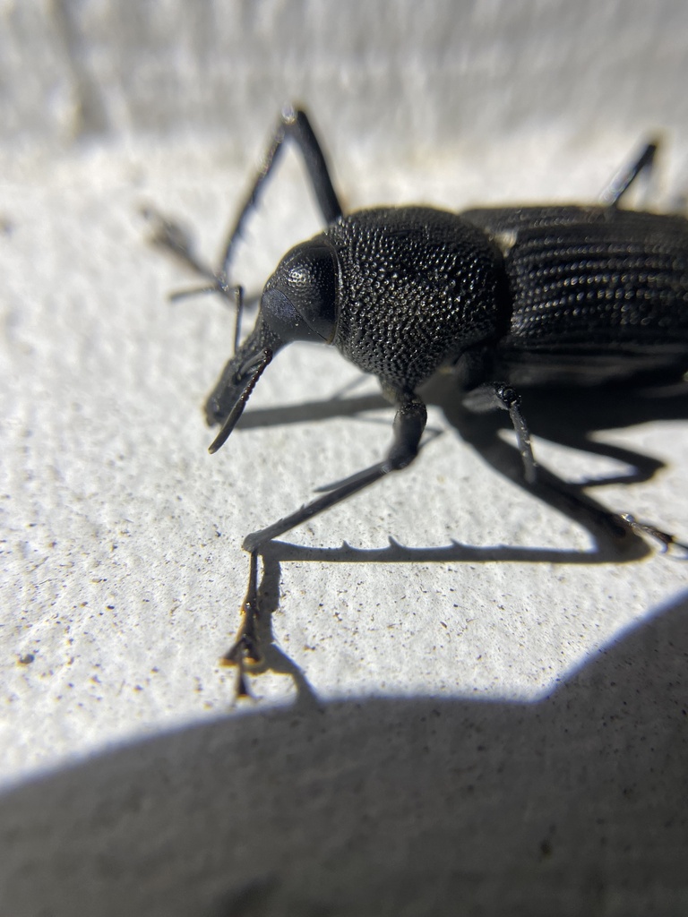 Bearded Weevil from Avenida Sibert, Colon, PA on February 12, 2025 at ...