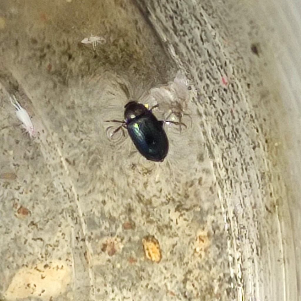 Beetles from בי''ס בויאר/תורה ועבודה, ירושלים, ישראל on February 17 ...