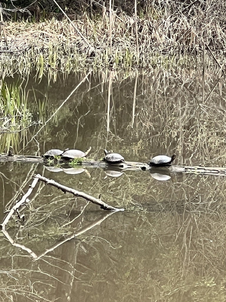 Western Pond Turtle from Jewel Lake, El Sobrante, CA, US on February 16 ...
