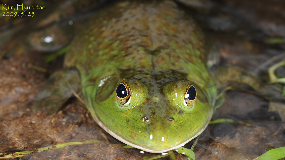 American Bullfrog from Yesan, KR-GN, KR on May 23, 2009 by Kim, Hyun ...