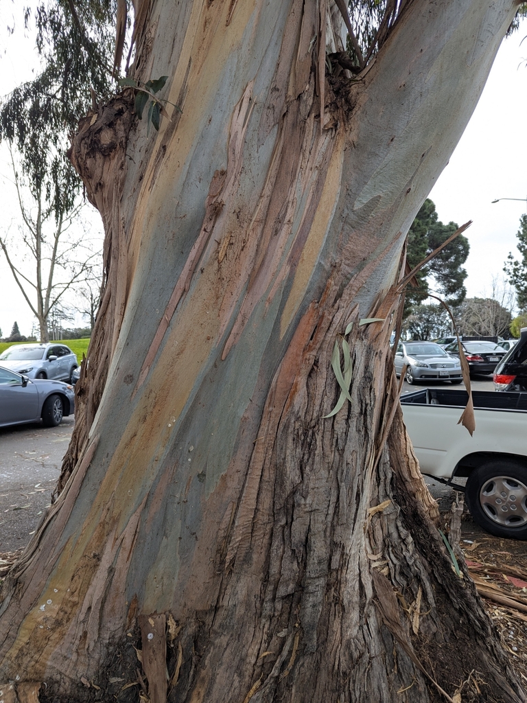 Tasmanian blue gum from Paseo Padre Pkwy & Senior Center, Fremont, CA ...