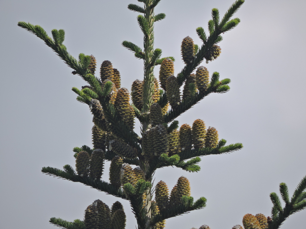 Fraser fir from Grayson County, VA, USA on August 01, 2019 at 11:49 AM ...