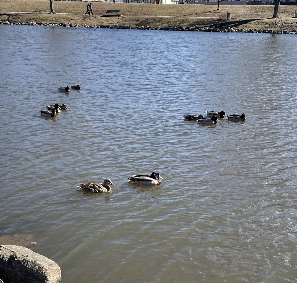 Mallard from Leisure Way, Crofton, MD, US on February 17, 2025 at 01:54 ...