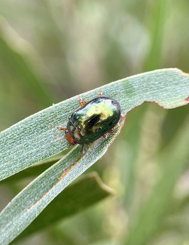 Metallic Green Acacia Beetle from Boonoo Boonoo National Park, Boorook ...
