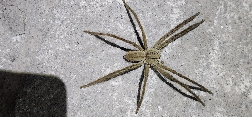 Tiger Bromeliad Spider from Tepango, Amixtlán, Pue., Mexico on February ...