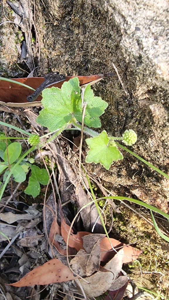 water pennyworts from Hornsby NSW 2077, Australia on February 18, 2025 ...