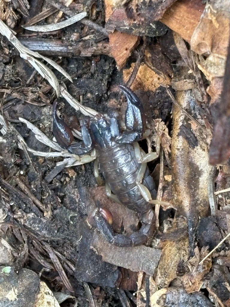 Western Forest Scorpion from Merritt College, Oakland, CA, US on ...